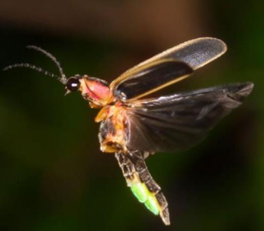 firefly insect light