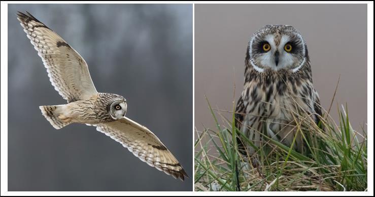short eared owl
