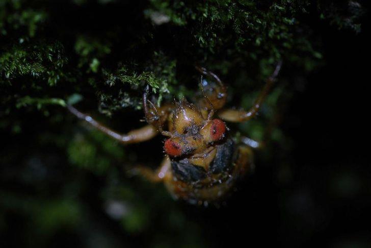 why do cicadas swarm