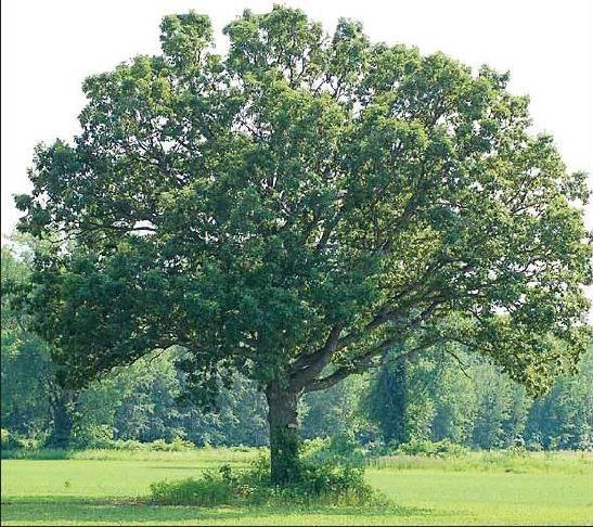 deciduous forest oak tree