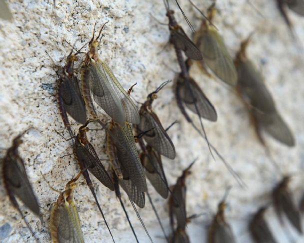 mayfly hatch 2025