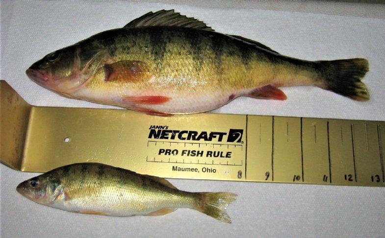 yellow perch size