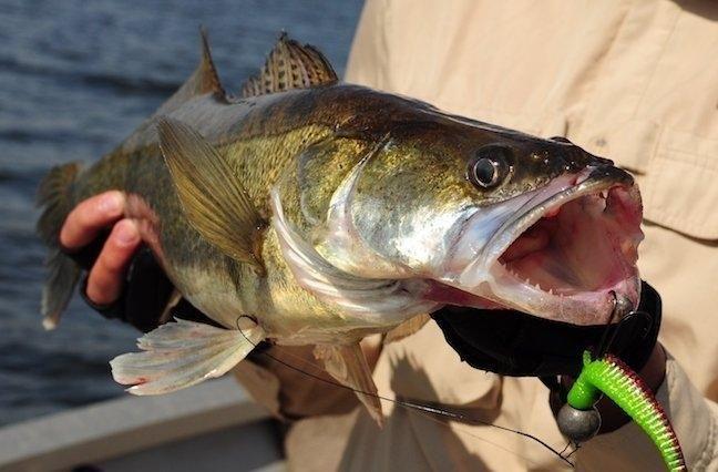walleye teeth bite