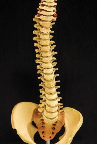 real spine bones