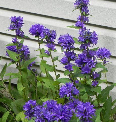 campanula glomerata native range
