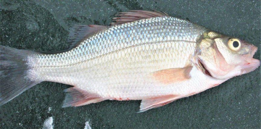 white perch fish