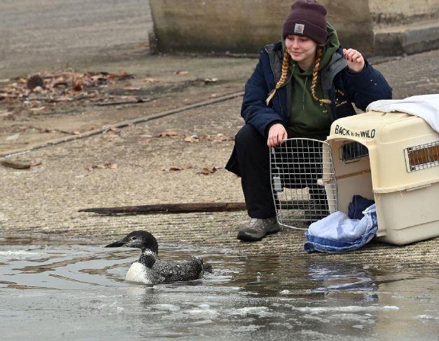 fish eating diving bird