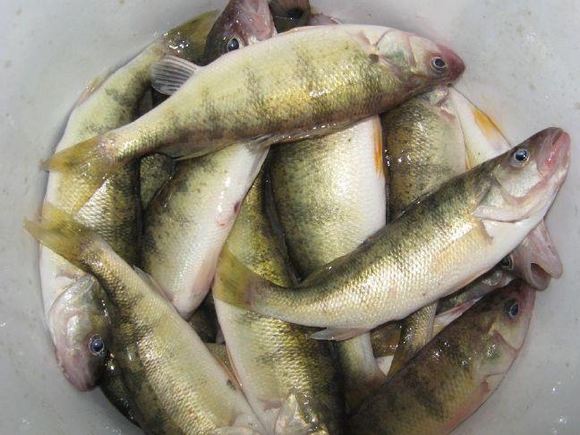 difference between walleye and perch