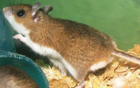 white footed mouse size