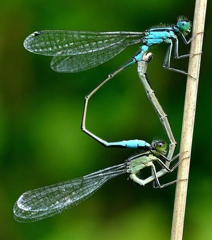 damsel dragonfly