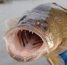 do pickerel have teeth