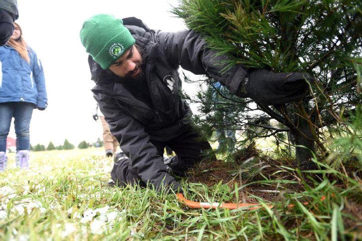 Operation Evergreen to ship Christmas trees to troops | The Courier ...