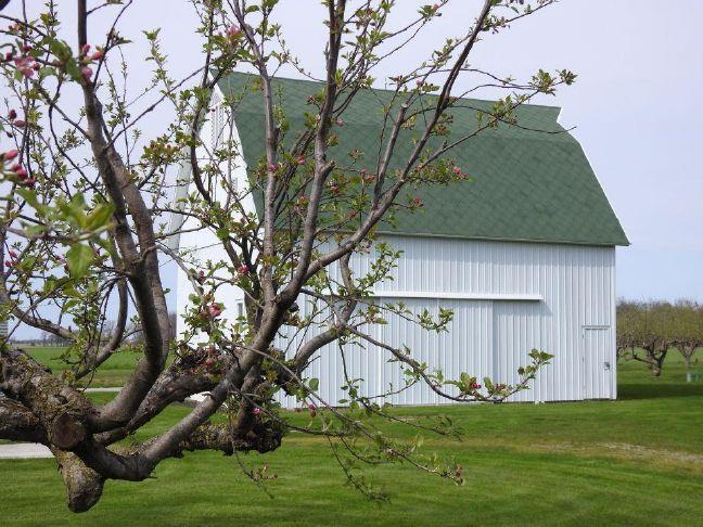 A century-old sign of spring | The Courier PHOTO: The apple blossoms ...