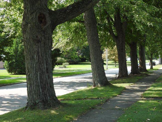 Findlay mayor to put more focus on city's battered tree canopy | The ...