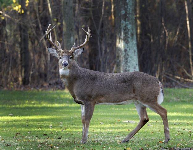 Field Notes: Deer hunting has long history in Ohio | The Courier Since ...