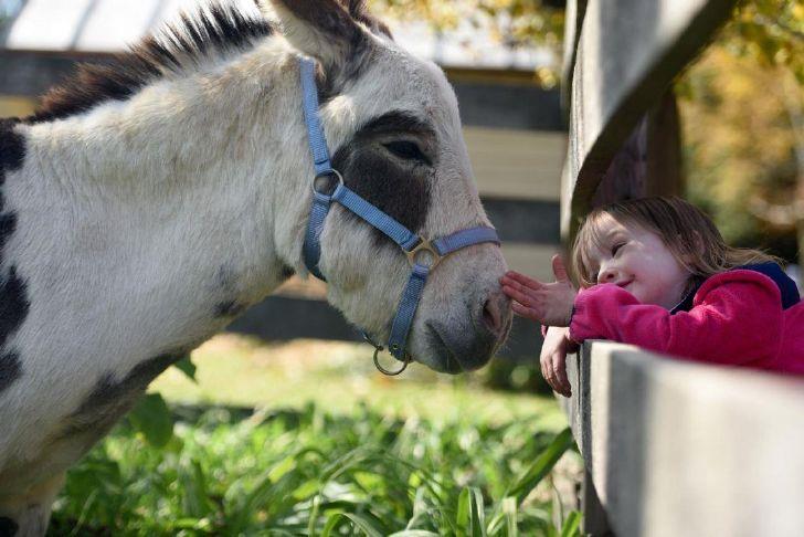 Fall-ing in love at Litzenberg Memorial Woods | The Courier PHOTO: The ...
