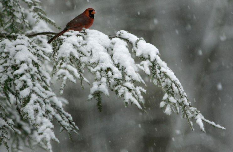 Locals flock together on NYE | The Courier Bird count helps ring in new ...