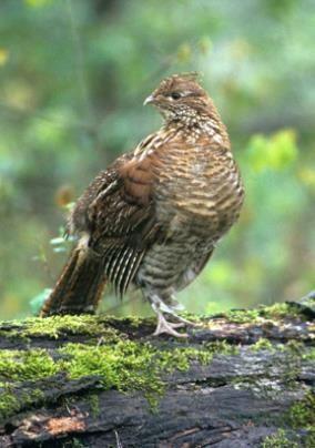 Ohio's ruffed grouse population devastated | The Courier Field Notes ...