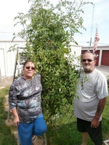 Tomato 'tree' grows in Benton Ridge | The Courier Man cultivates 9-foot ...