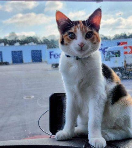 Community unites over missing cat | Sandusky Register Continues to ...