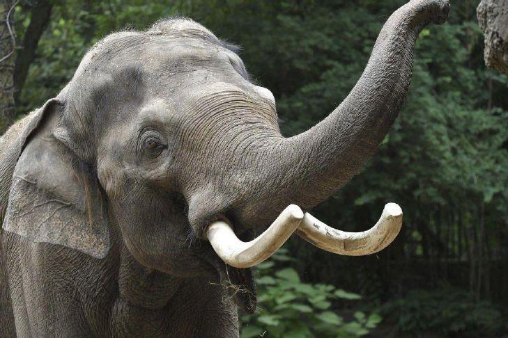 Raja the elephant moving to Columbus to breed | Norwalk Reflector Has ...