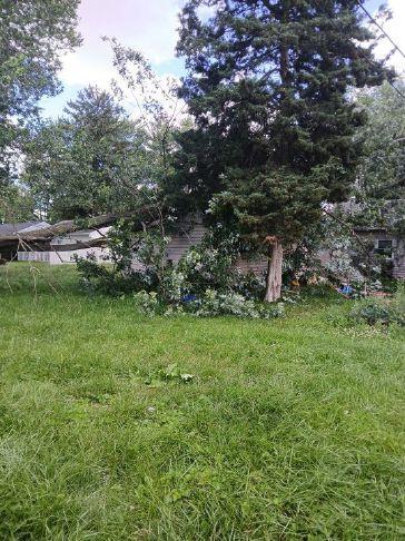 Tree on house | Review Times Tree on house