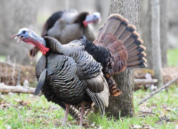 Waddles, snoods and backwoods bearded ladies | The Courier Jim Abrams ...