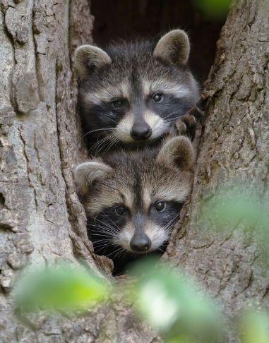 'Two Raccoons' make one winner | The Courier The winner of the Hancock ...