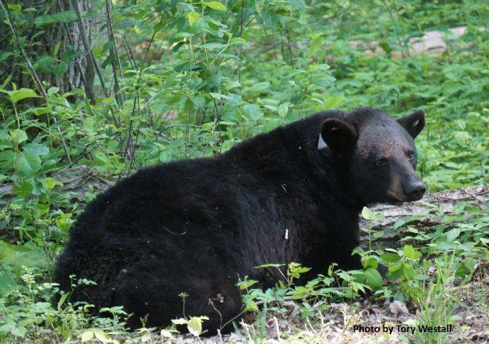 Black bear sightings up in Ohio | The Courier 'Laid-back, skittish ...