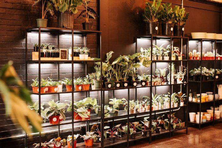 Oh Happy Rea plants roots in Findlay | The Courier New plant shop opens ...