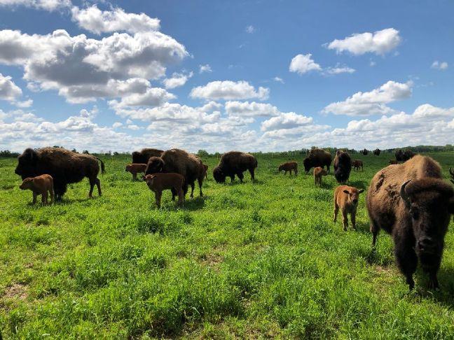 "Eat Bison to Save Bison" | The Courier Ranch raises species, restores land