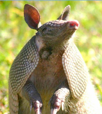 dog bite armadillo