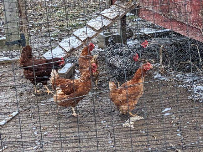 Toledo chicken ordinance similar to Norwalk proposal | Norwalk ...