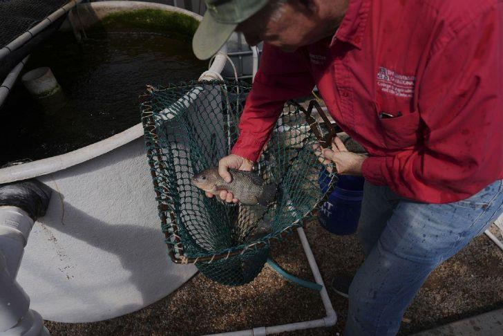 In Arizona desert, farm raising fish raises questions about water use ...