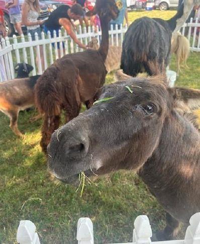 Petting zoo proves popular | Norwalk Reflector Kids got chance to pet ...