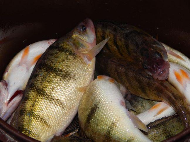 difference between walleye and perch