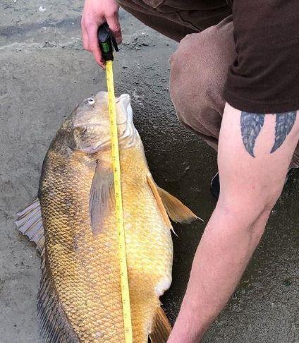 Massive sheepshead caught at downtown pier | Sandusky Register Shaun ...