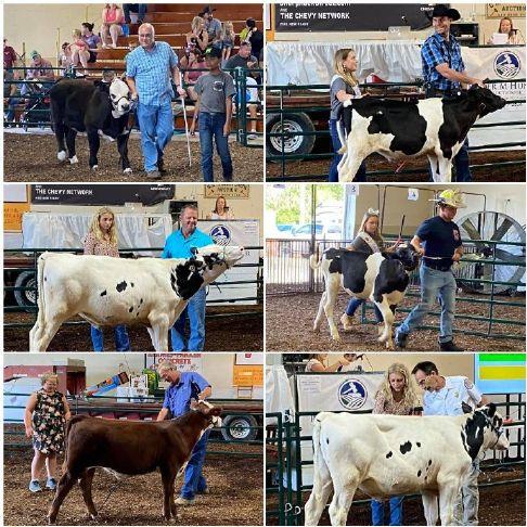 New fair event a 'cash cow' | Sandusky Register Celebrity calf show ...