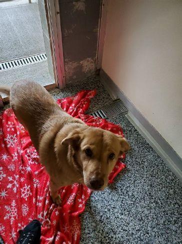 Dogs available for adoption | Sandusky Register The following dogs are ...