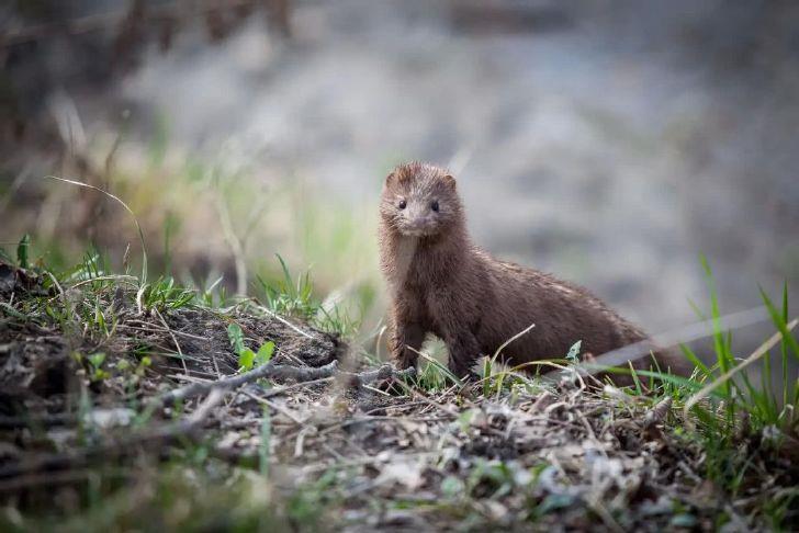 Don't fear the mink | Sandusky Register Viewpoint