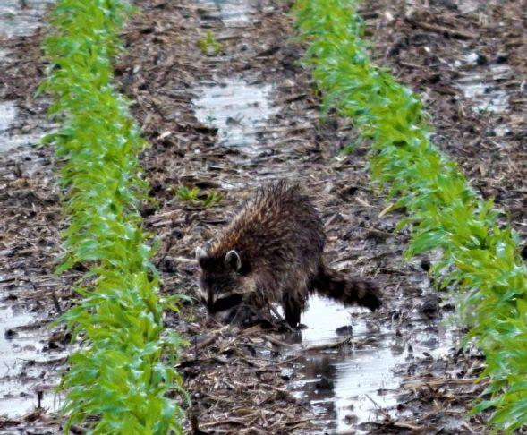 GREAT OUTDOORS: Huge raccoon population prompts action | Sandusky ...