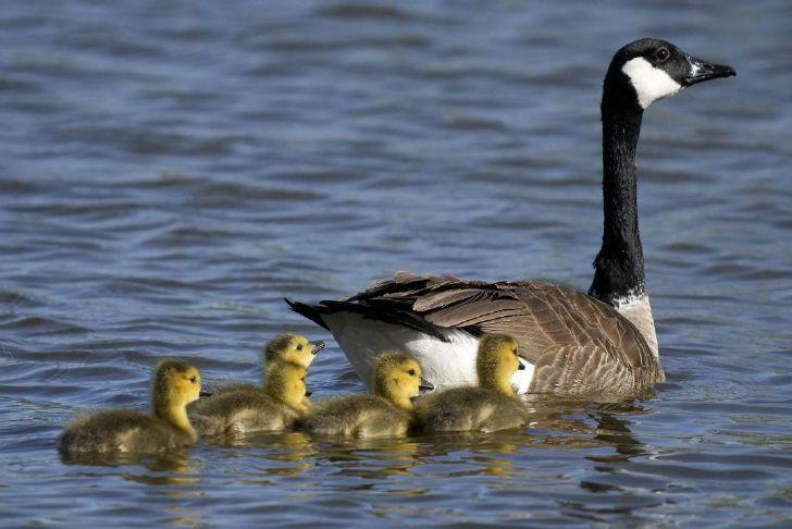 GREAT OUTDOORS: Proper word selection indicates outdoors competency ...