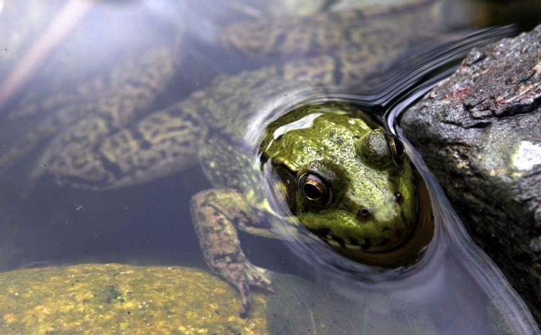 GREAT OUTDOORS: Fishing license required to hunt frogs, turtles ...