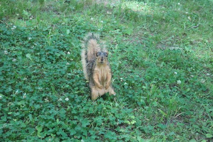 See the squirrels' home | Sandusky Register Spiegel Grove offering free ...