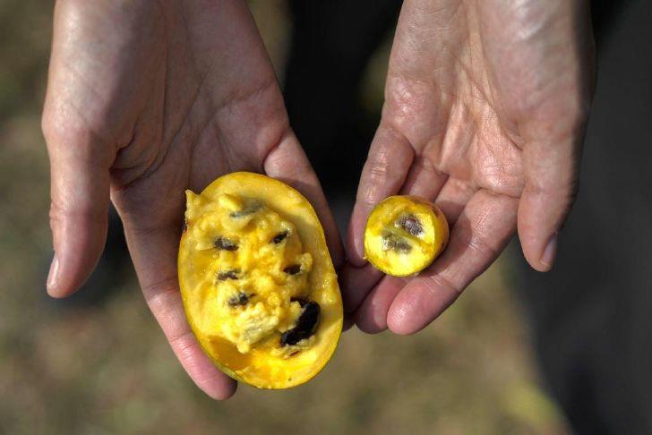 Drought, shifting weather patterns affect Ohio fruit | Sandusky ...