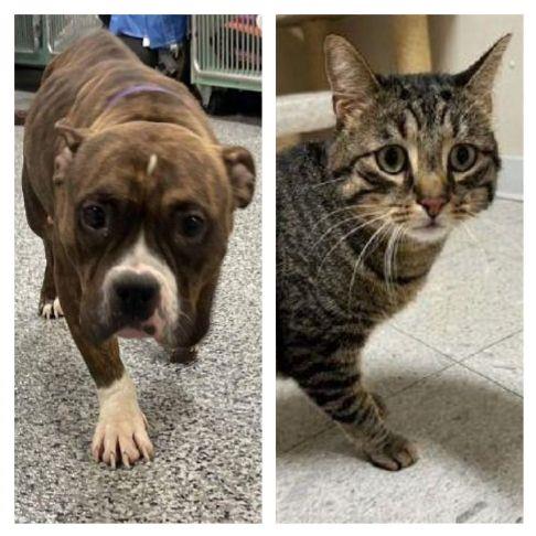 Felony animal cruelty law expanded | Sandusky Register Goddard's Law ...