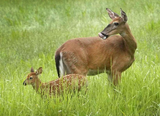 GREAT OUTDOORS: Doe harvest might help PIB deer problem | Sandusky ...