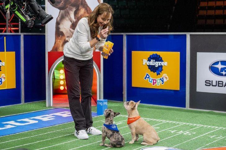 Meet the Puppy Bowl lead trainer and ranger | Sandusky Register Woman ...