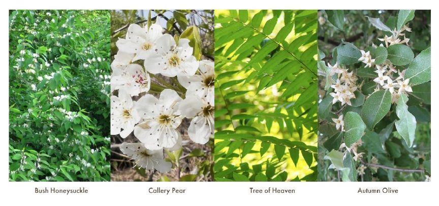 Trade trees for invasive species | Sandusky Register Here's how to ...