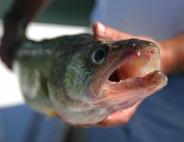 GREAT OUTDOORS: Lake Erie walleye, perch limits set | Sandusky Register ...